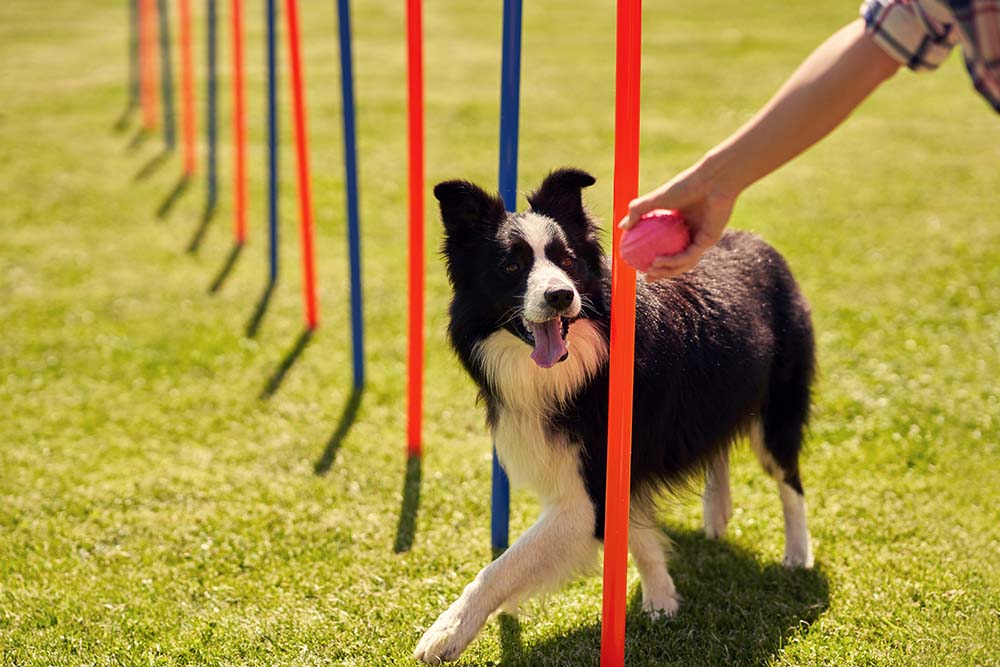 Pet Training Online Course in UK - Level 3 | Study365